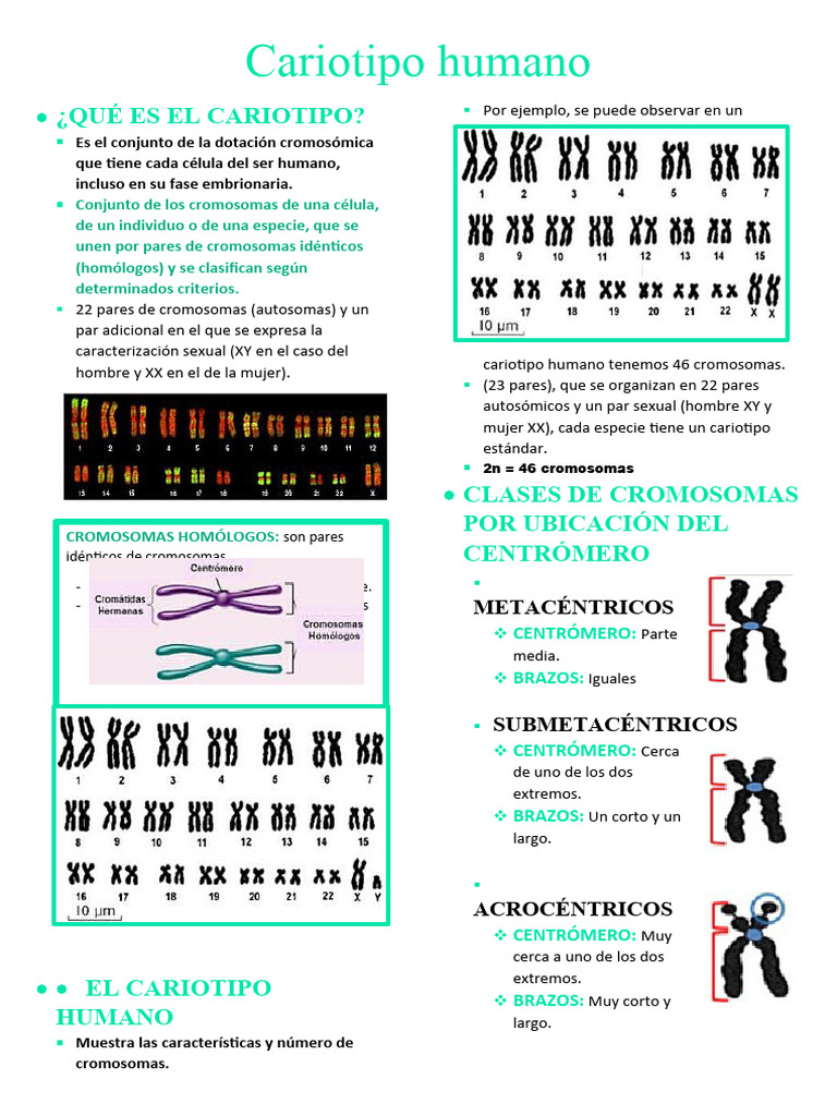 Cariotipo Humano | PDF | Cariotipo | Cromosoma