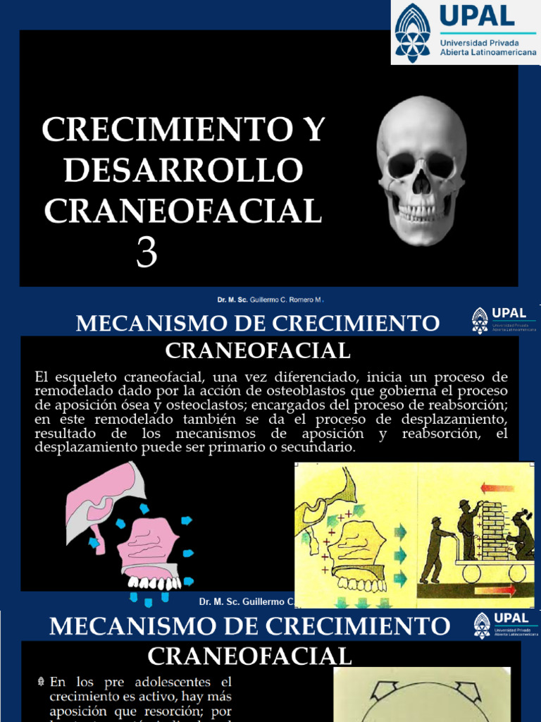 CRECIMIENTO CRANEOFACIAL 3 | PDF | Hueso | Cráneo