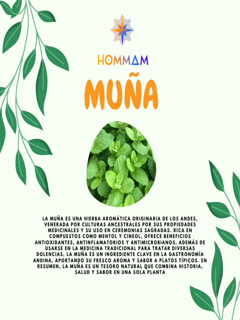 Muña: Hierba Andina Medicinal y Gastronómica | PDF