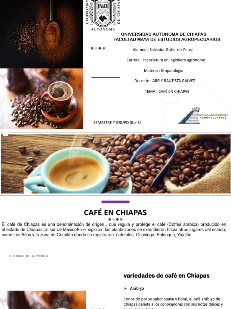 Cafe en Chiapas | PDF | café | Plaga (organismo)