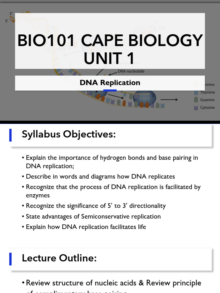 CAPE Biology Unit 1 - 12-DNA Replication - 2023-4 | PDF | Dna ...