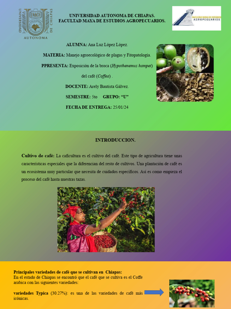 Expo de Broca Del Cafè. | PDF | café | Insectos
