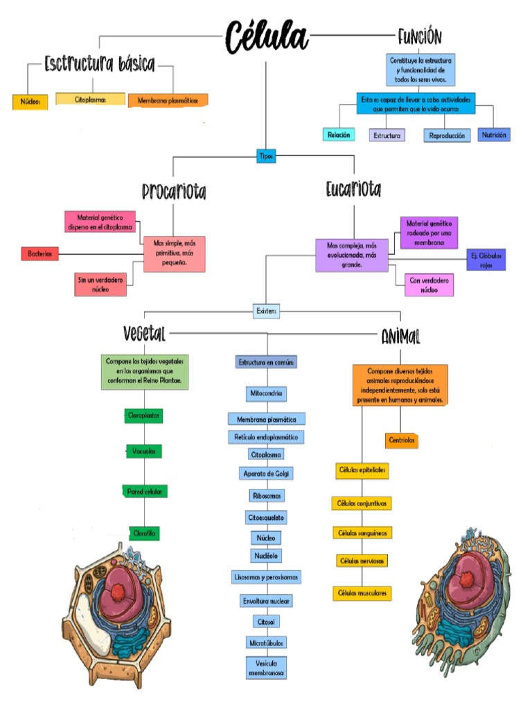 Mapa Conceptual Celula | PDF