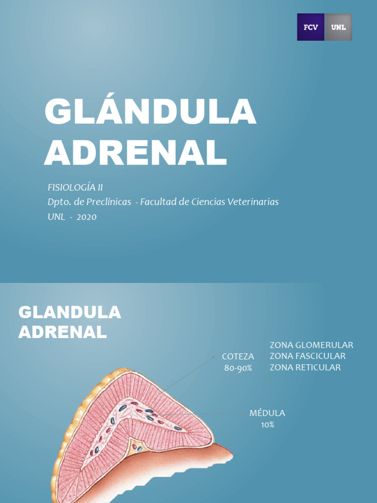 Glándula_Adrenal_2020 | PDF | Glándula suprarrenal | Cortisol