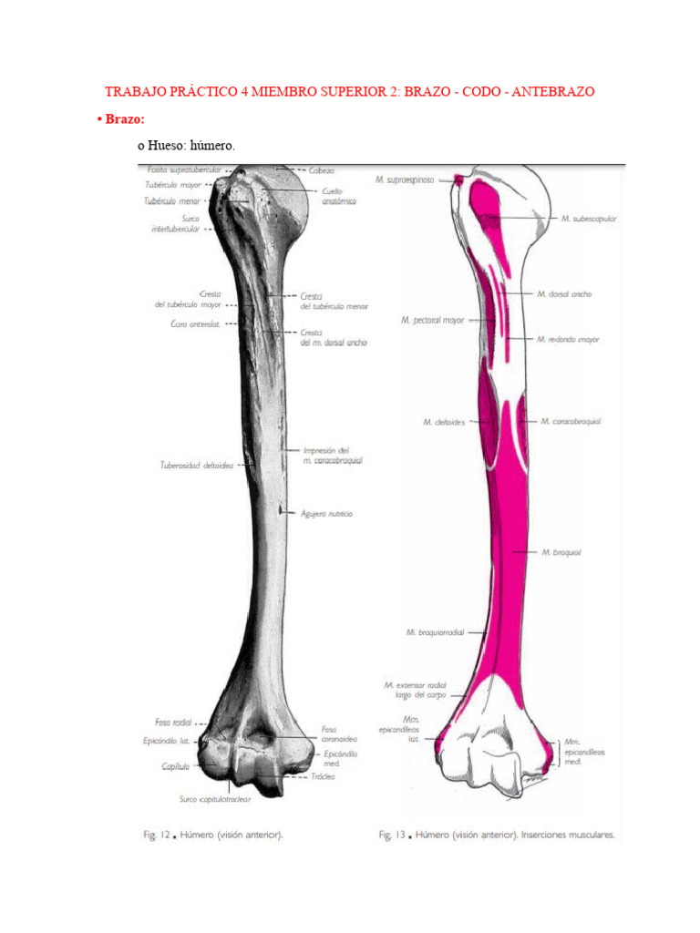 Trabajo Práctico 4 | PDF | Codo | Extremidades (anatomía)