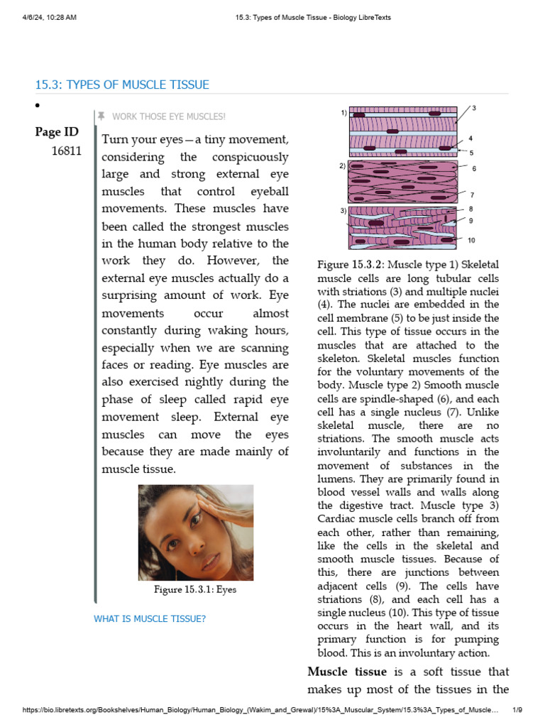 15.3 - Types of Muscle Tissue - Biology LibreTexts | PDF | Cardiac ...