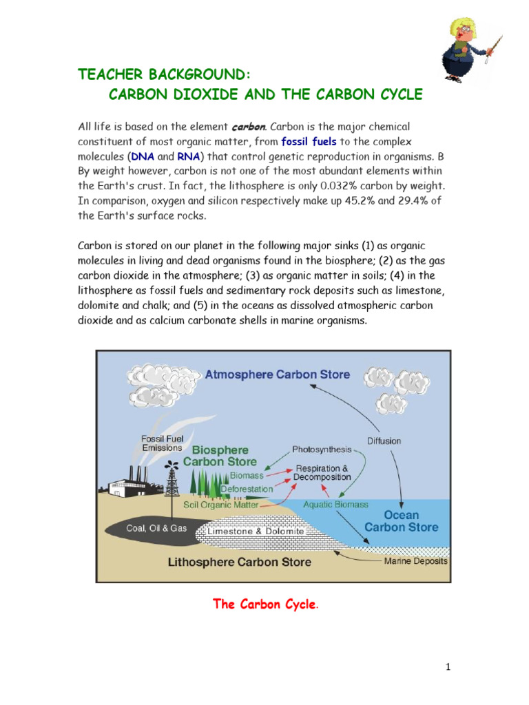 TBI Co2 and The Carbon Cycle | PDF | Carbon Cycle | Organic Matter