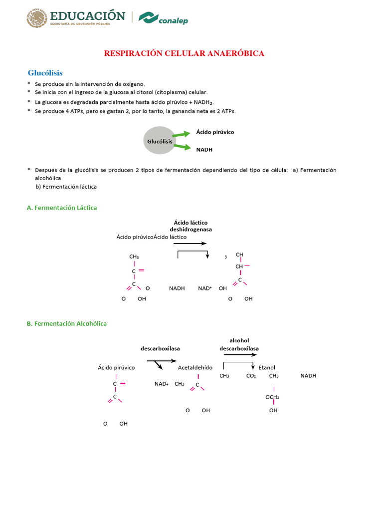 Respiracion Celular Anaerobica y Aerobica | PDF | Respiración celular | Trifosfato de adenosina
