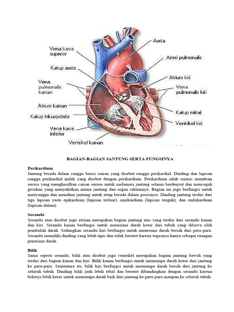 Bagian Jantung Dan Fungsinya | PDF