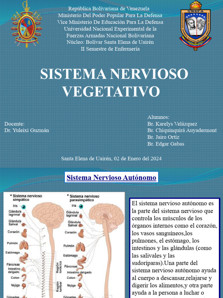 Sistema Nervioso Vegetativo Pdf Glándula Suprarrenal Sistema