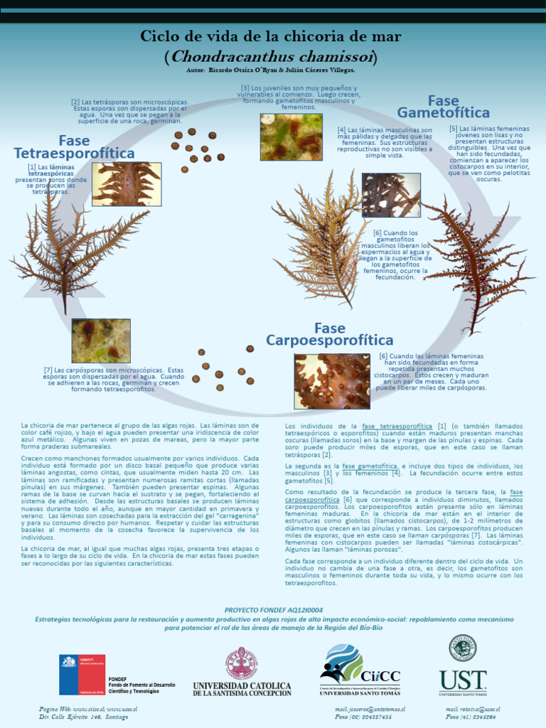 POSTER Ciclo de Vida de La Chicoria de Mar | Descargar gratis PDF ...