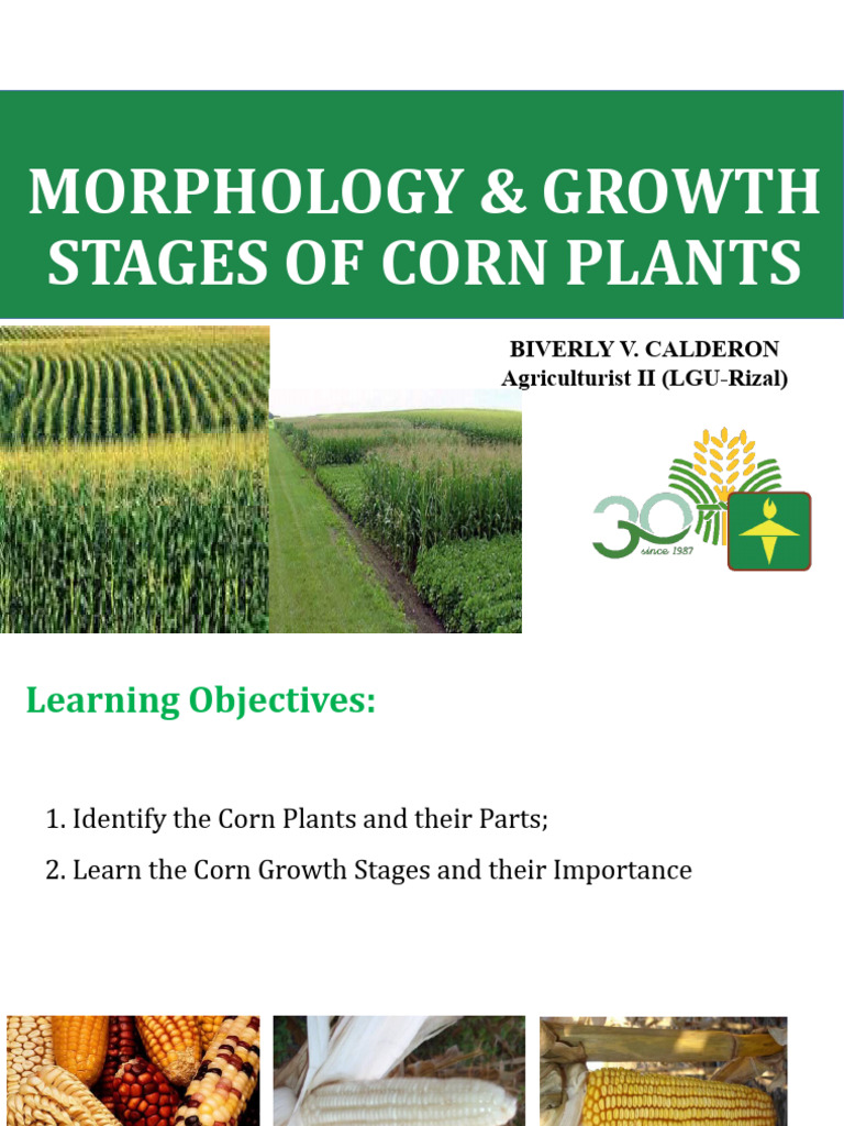 Morphology Stages of Corn Plants | PDF | Maize | Leaf