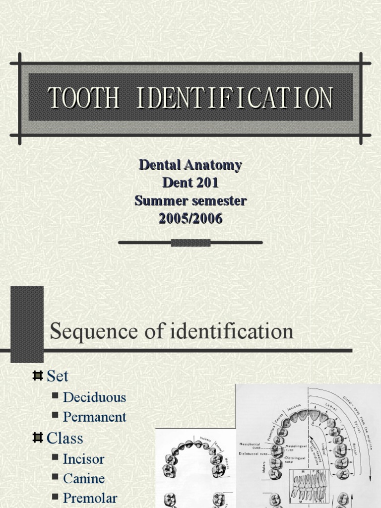 Tooth Identification | PDF | Face | Dental Anatomy