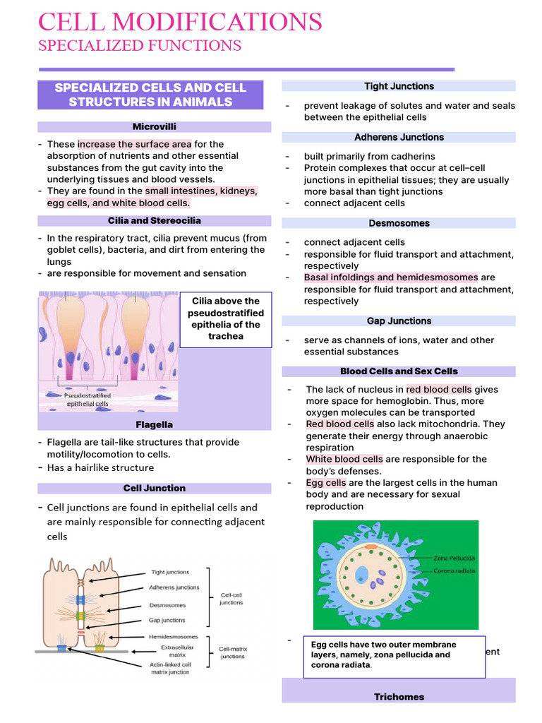 Specialized Cells and Cell Structures in Animals | PDF | Epithelium ...