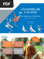 Principales Partes Del Gallo | PDF | Estudios de idiomas extranjeros