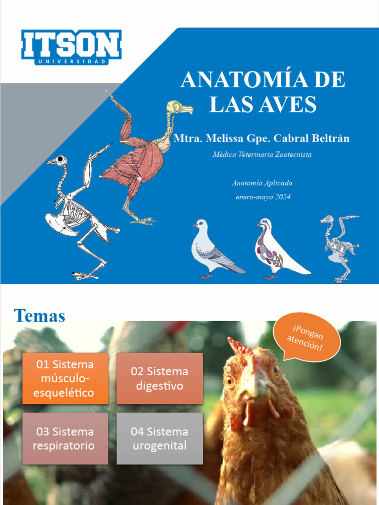 C2. Anatomía de Las Aves | PDF | Sistema reproductivo | Riñón