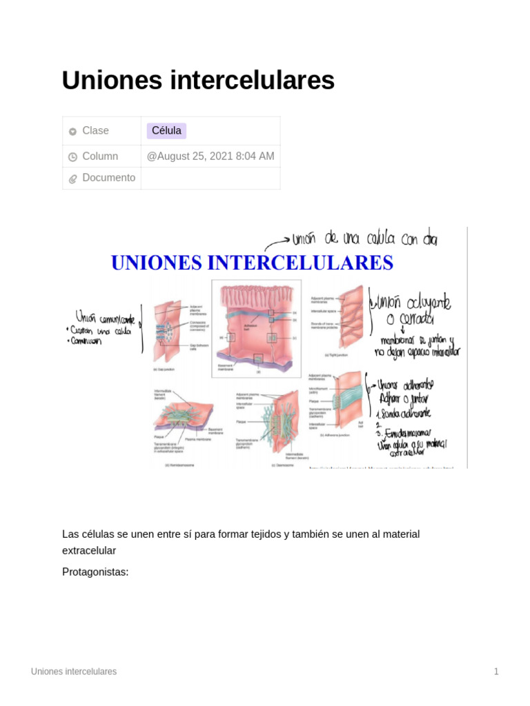 Tipos y funciones de uniones intercelulares | PDF | Adhesión celular ...