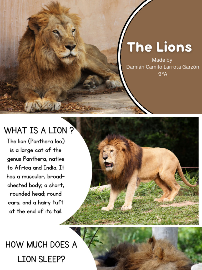 The lions (english presentation 2024). | PDF