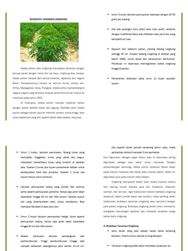 Print Budidaya Tanaman Singkong | PDF