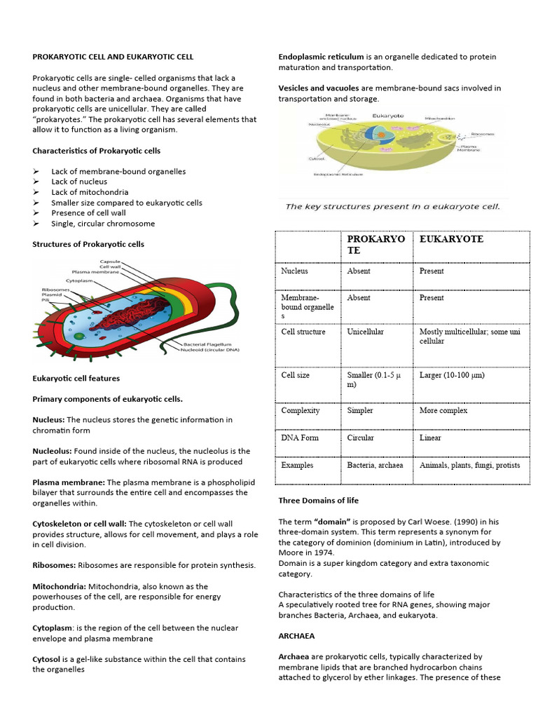 Prokaryotic Cell and Eukaryotic Cell | PDF | Cell (Biology) | Eukaryotes