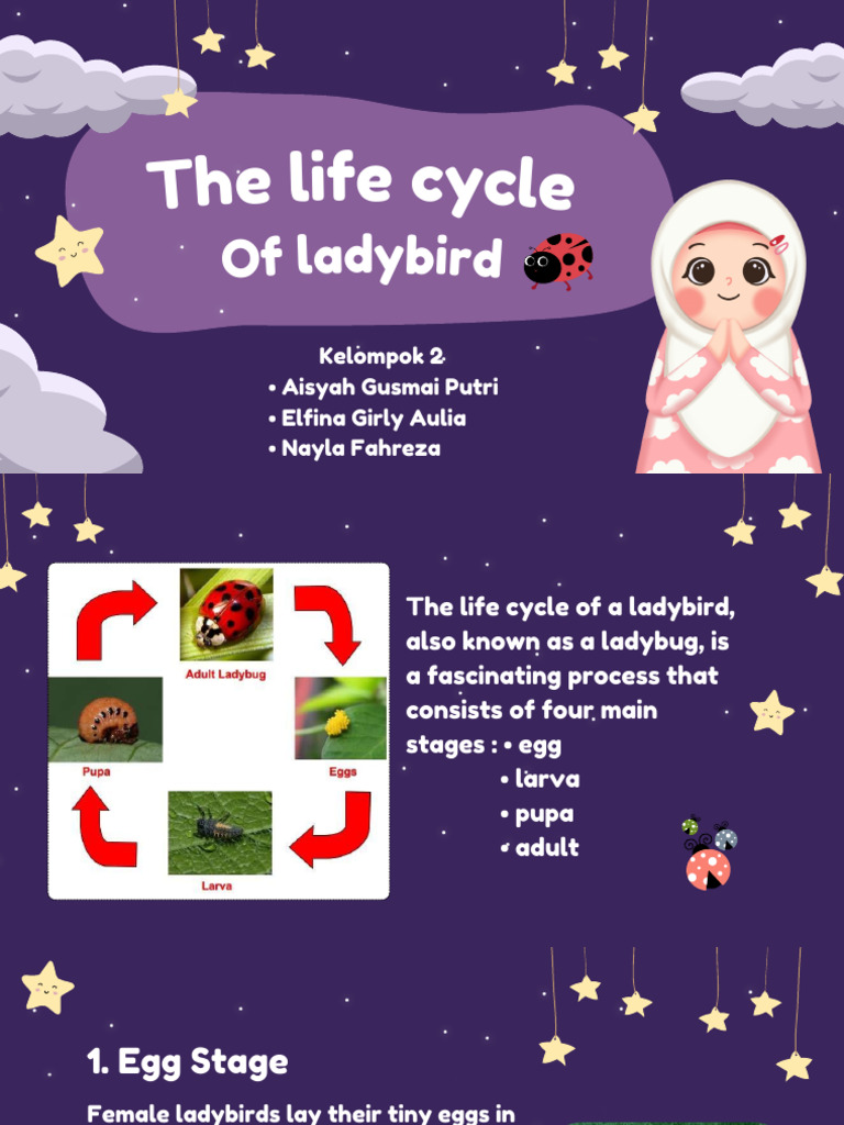 The Life Cycle Of Ladybird Kel 2 20240425 081836 0000 Pdf