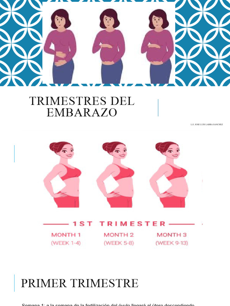 2.1 Trimestres Del Embarazo | Descargar gratis PDF | Parto | El embarazo