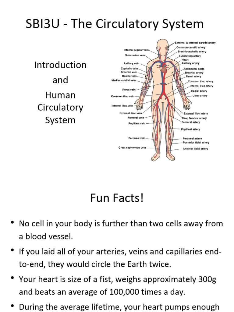 Dokumen - Tips - Sbi3u The Circulatory System Introduction and Human Circulatory System ...