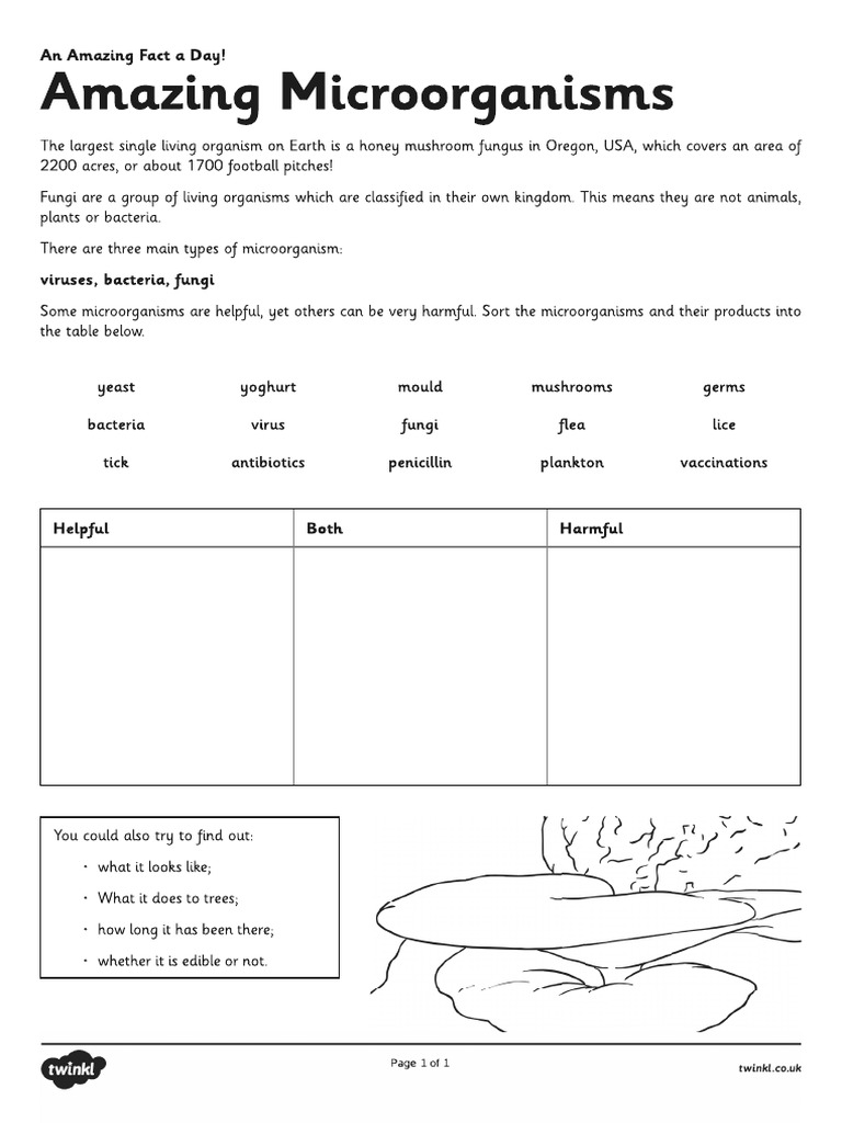 Amazing Microorganisms Activity Sheet | PDF