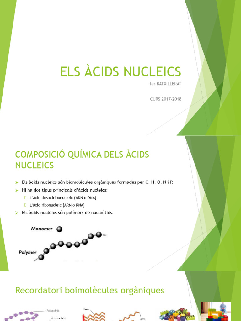Tema 5. Els Àcids Nucleics | PDF