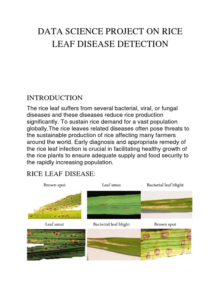 Report On Rice Leaf Disease Project | PDF