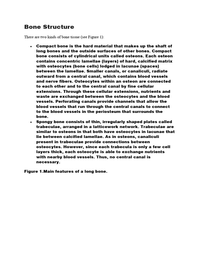 Bone Structure | PDF | Bone | Bone Marrow