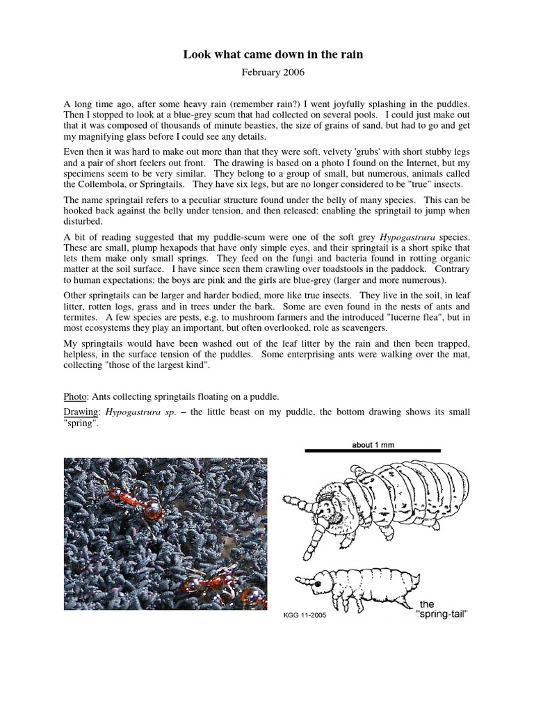 Springtails Feb2006 KG | PDF