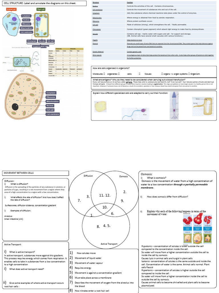 Bio Revision | PDF | Heart | Atrium (Heart)
