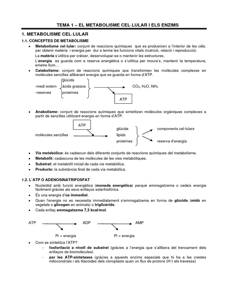 Esquema T1 - Metabolisme I Enzims | PDF