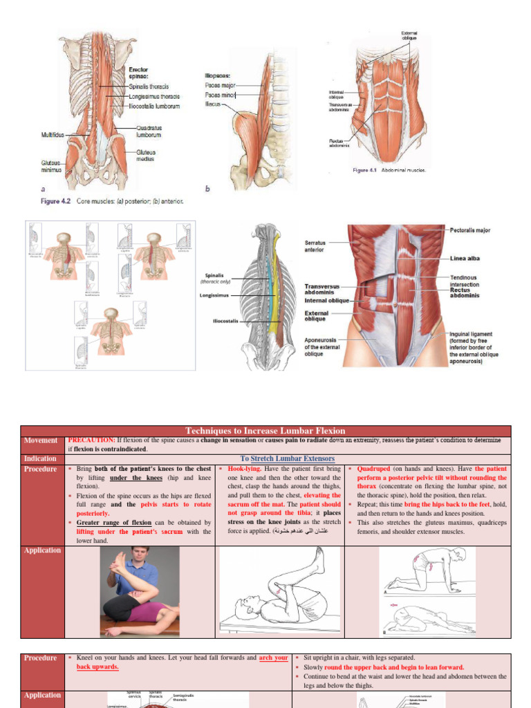 Trunk Flexibility and Stretching Techniques | PDF | Anatomical Terms Of ...