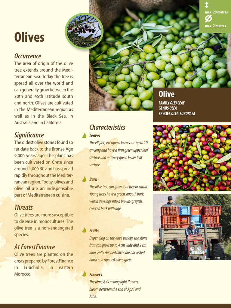 Olives_EN | PDF | Olive | Trees
