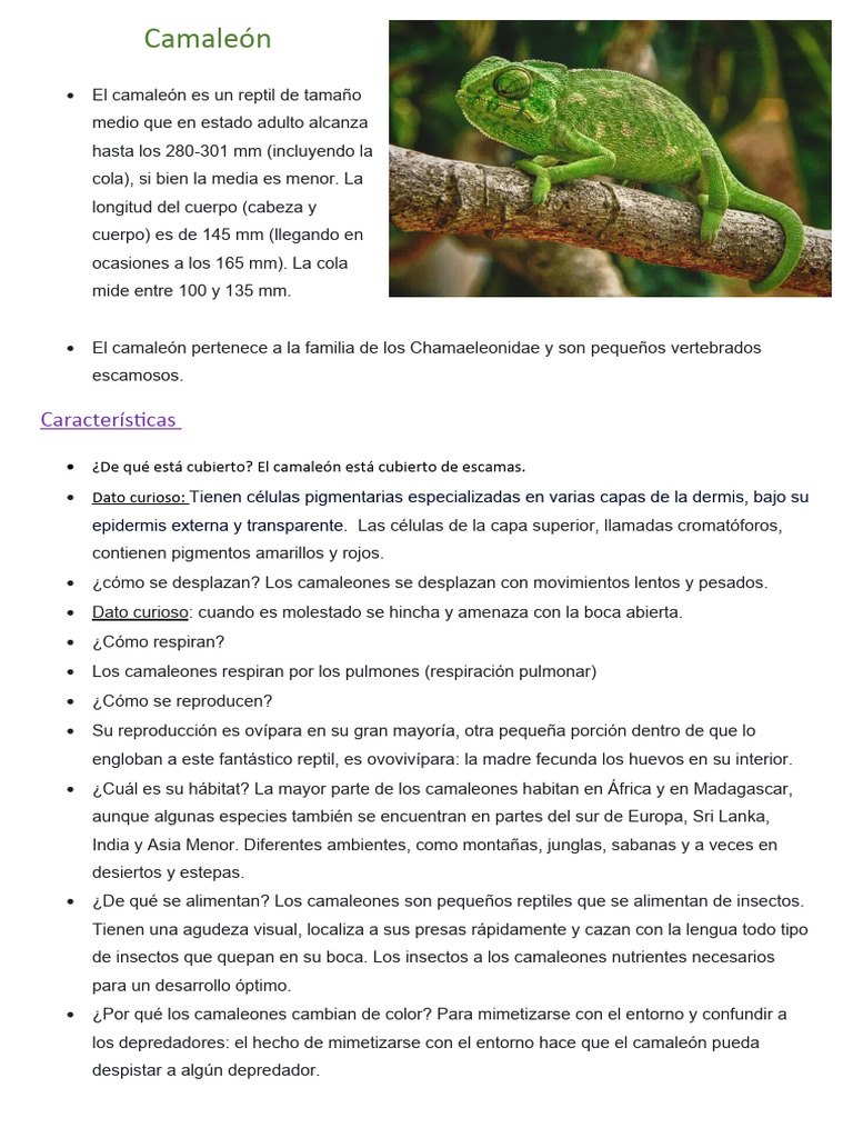 Características del Camaleón para Niños | PDF | Zoología