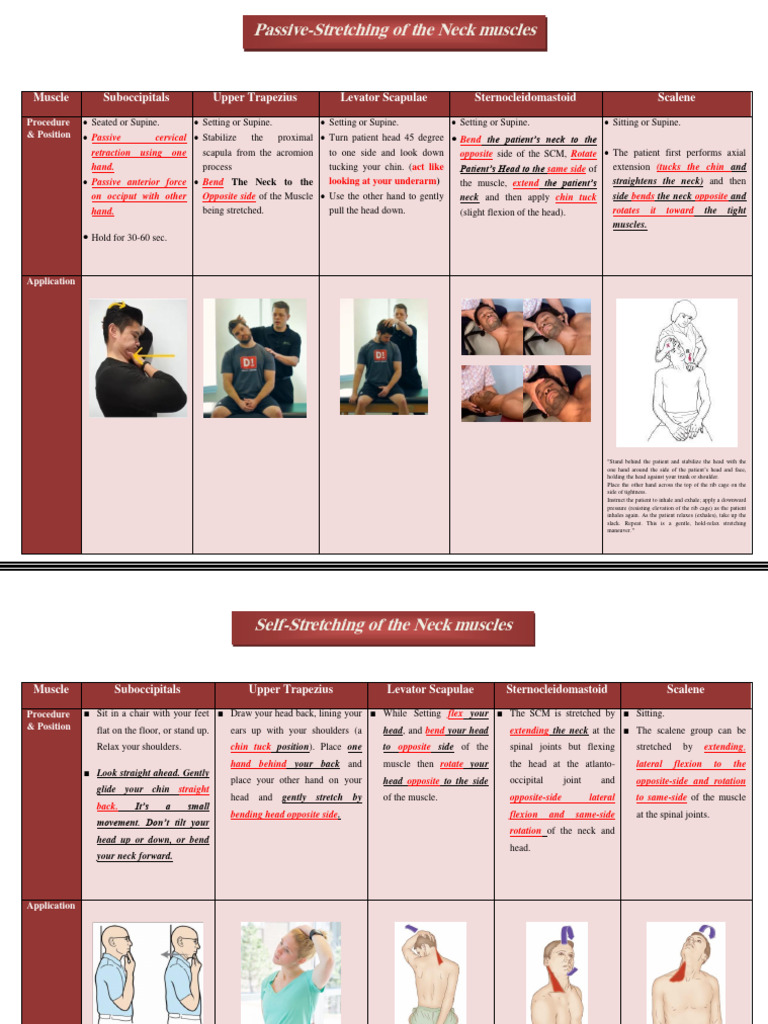 Neck Stretching Exercise | PDF | Anatomical Terms Of Motion | Neck