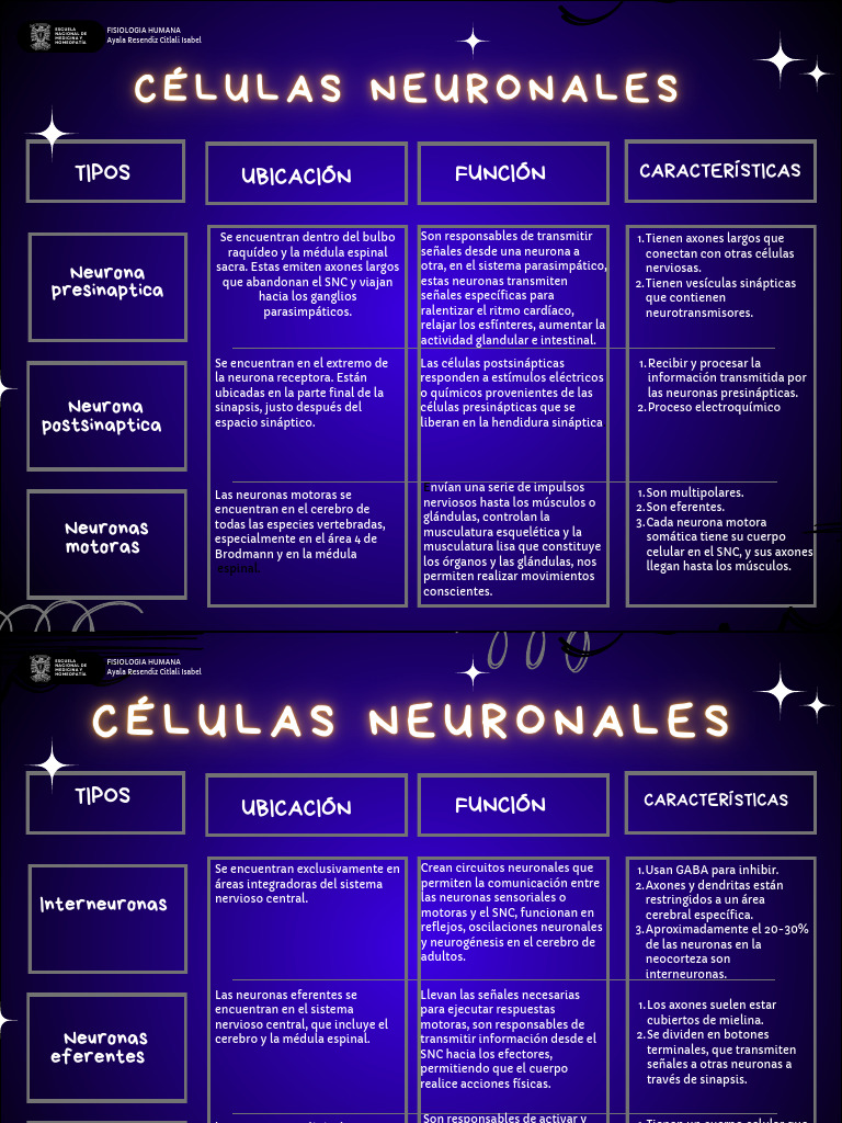 Tipos y Funciones de Neuronas en Fisiología | PDF | Neurona | Sinapsis