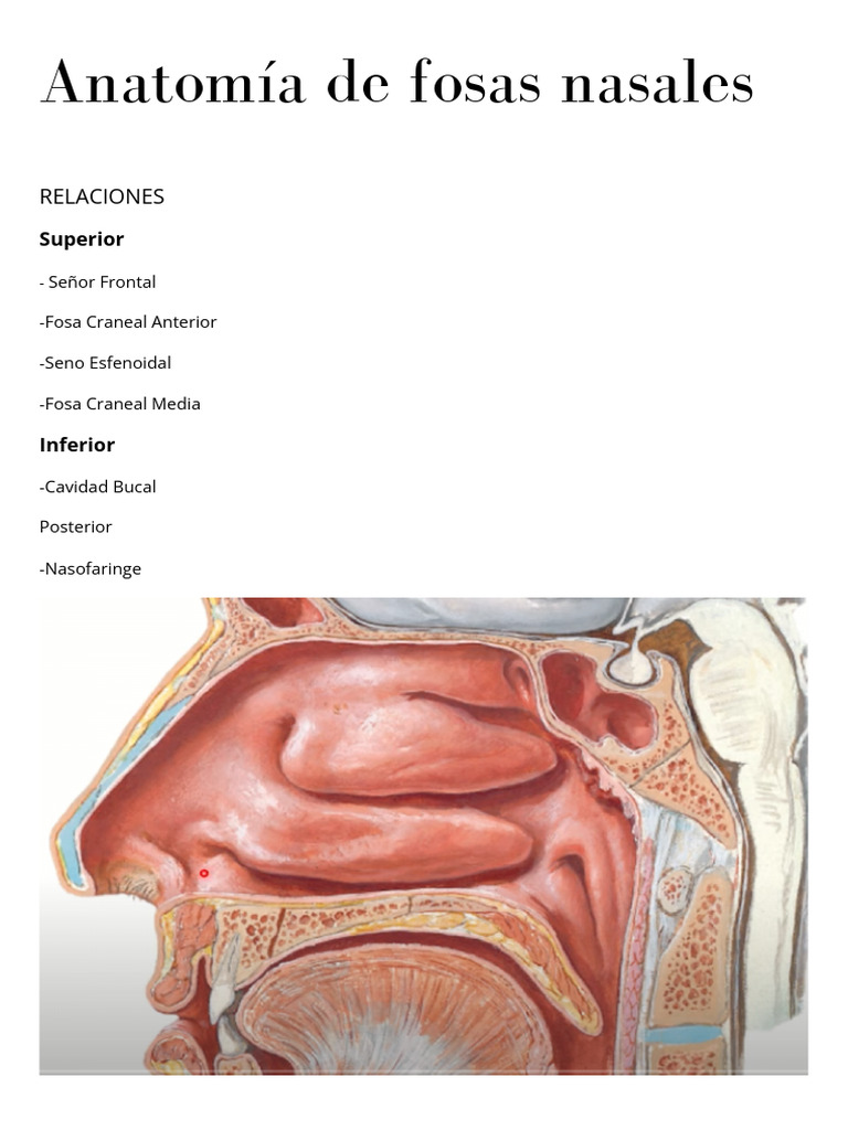 Fosas nasales-2 | PDF | Cabeza y cuello humanos | Otorrinolaringología