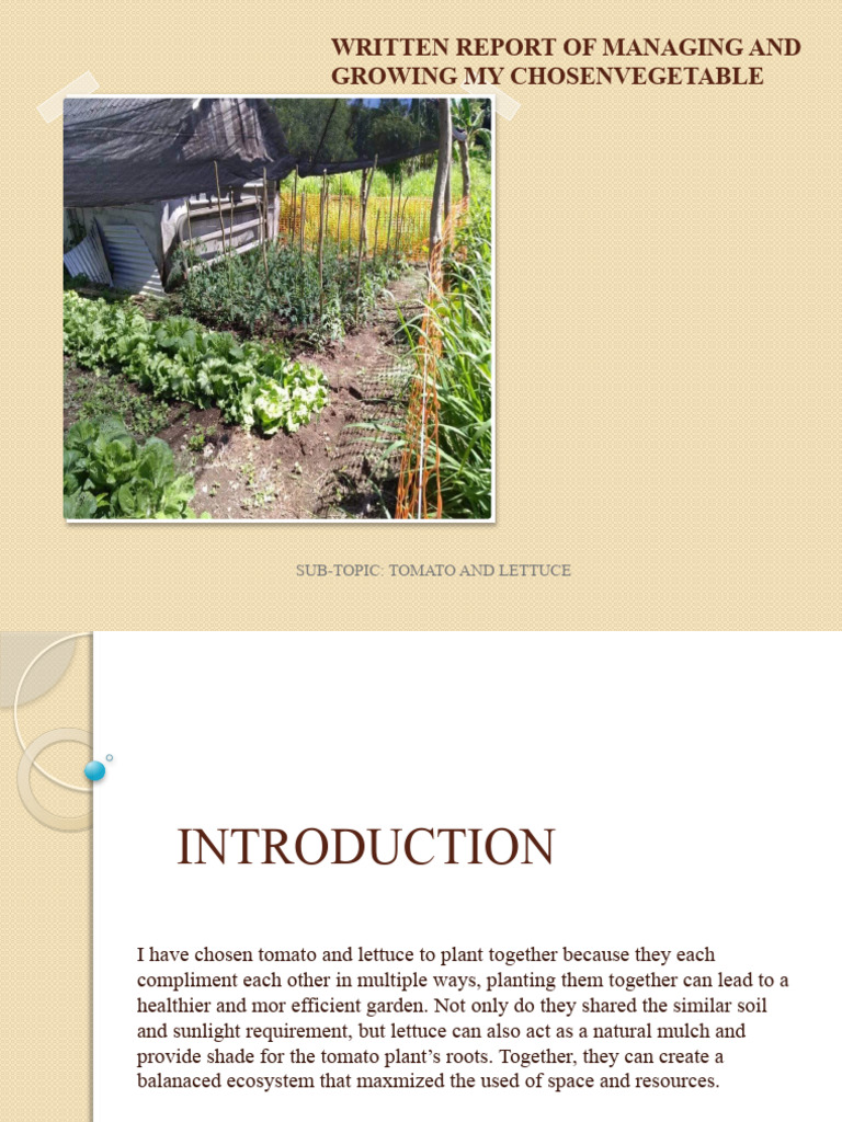 Presentation Crop Hot | PDF | Lettuce | Plants