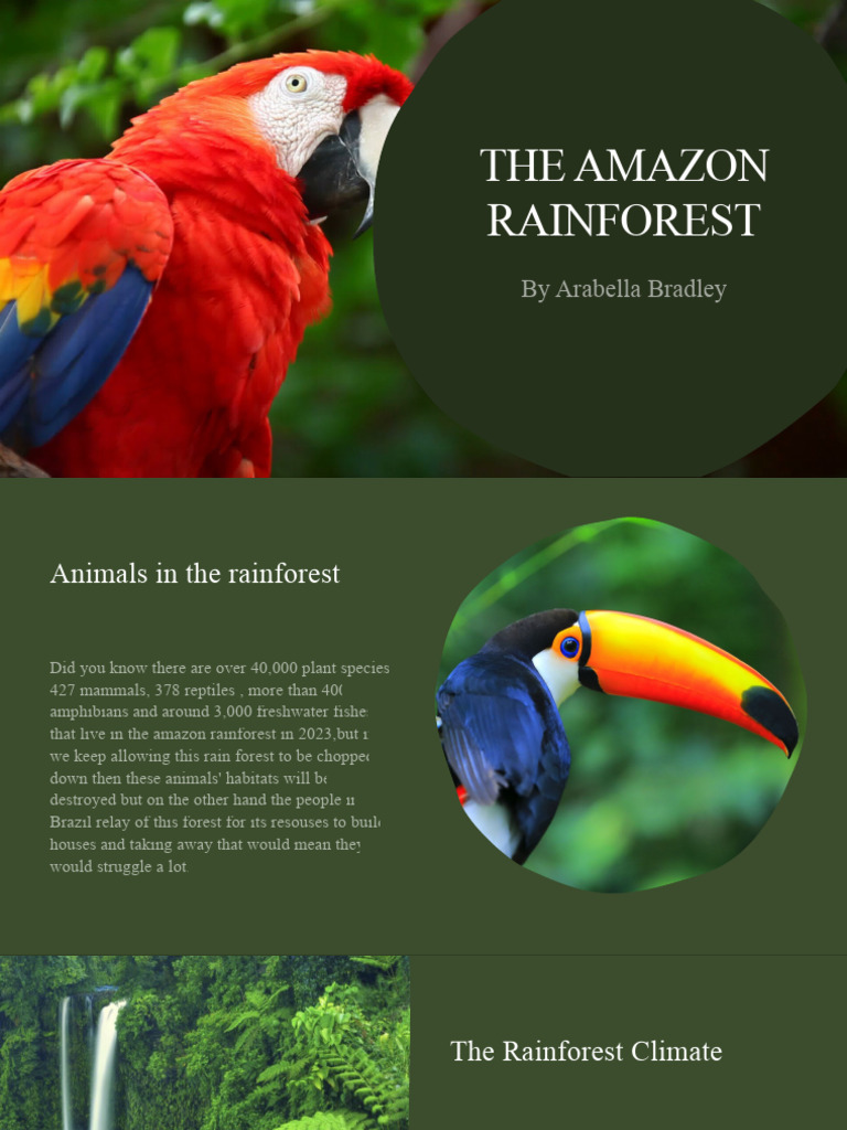 The Amazon Rainforest | PDF