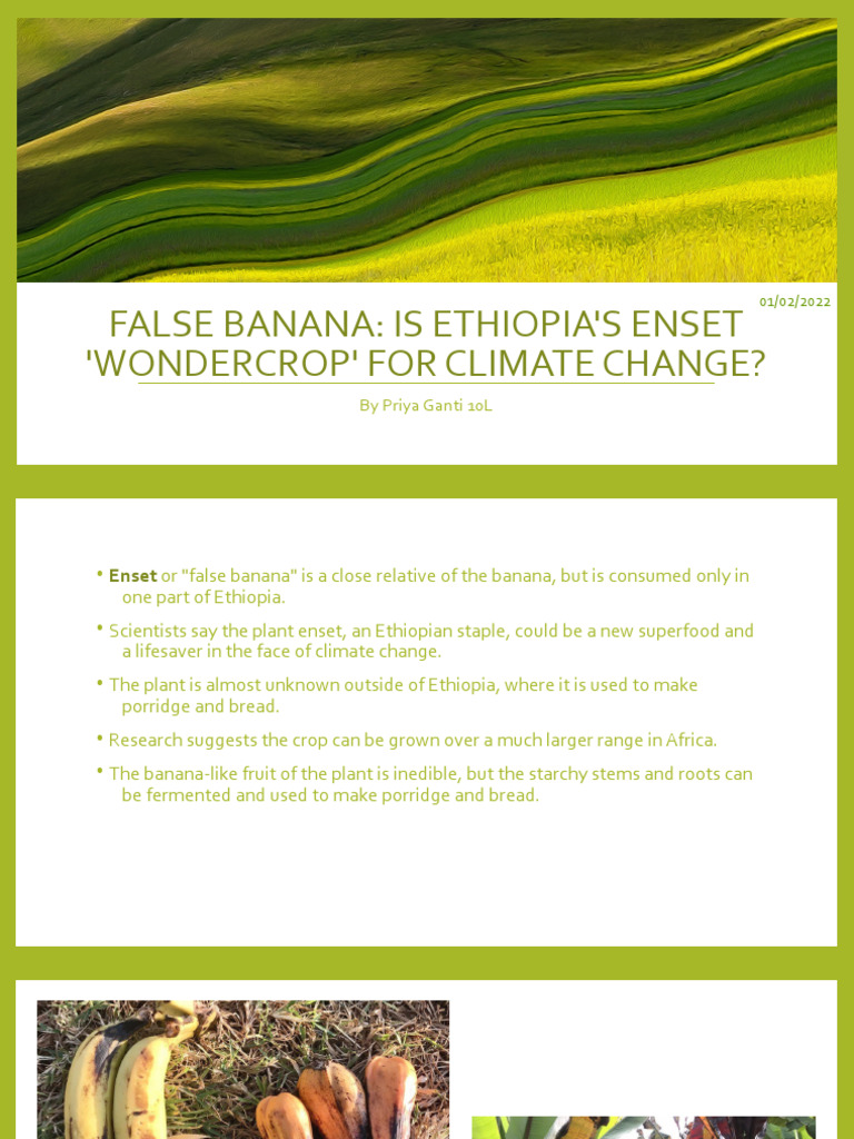 False Banana | PDF