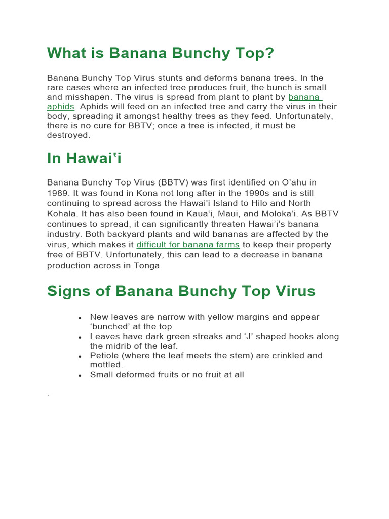 What Is Banana Bunchy Top | PDF | Banana | Leaf