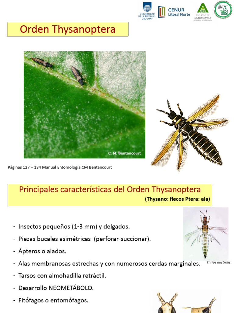 Thysanoptera | PDF | Taxonomía de insectos | Hexapoda