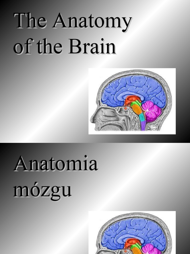 Anatomia Mózgu The - Anatomy - of - The - Brain | PDF