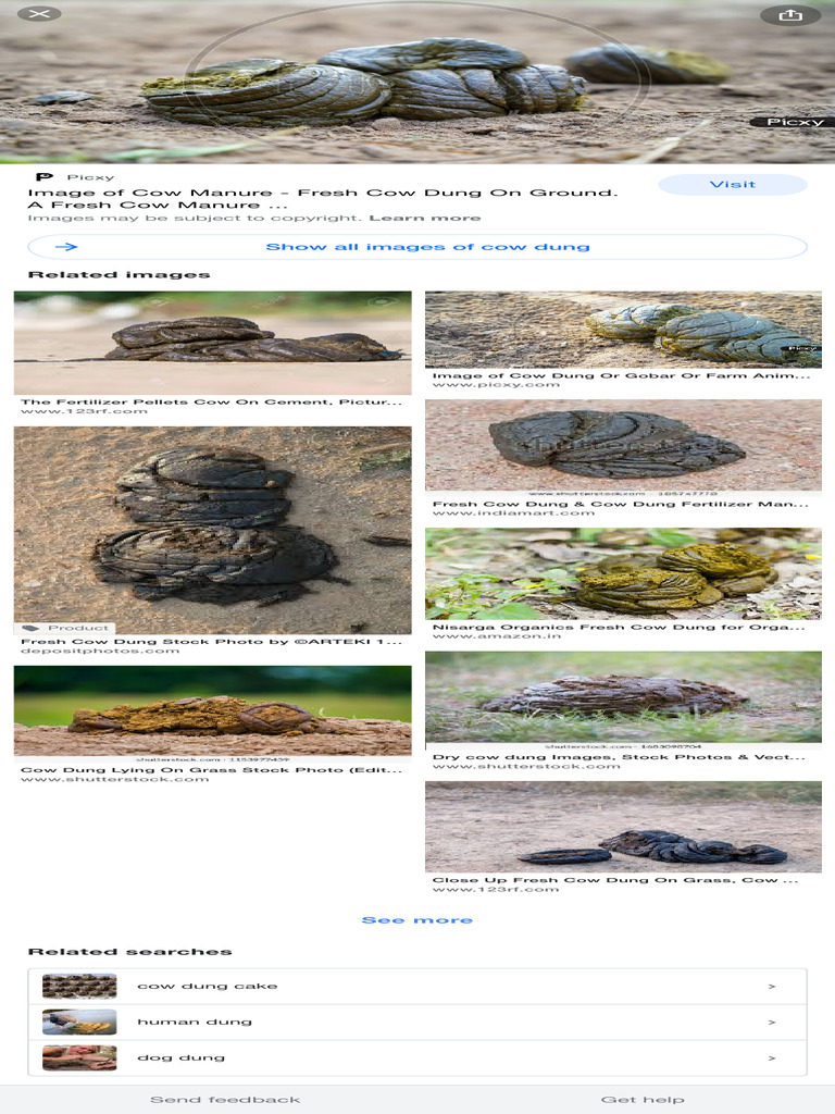 Cow Dunk - Google Search | PDF | Manure | Cattle