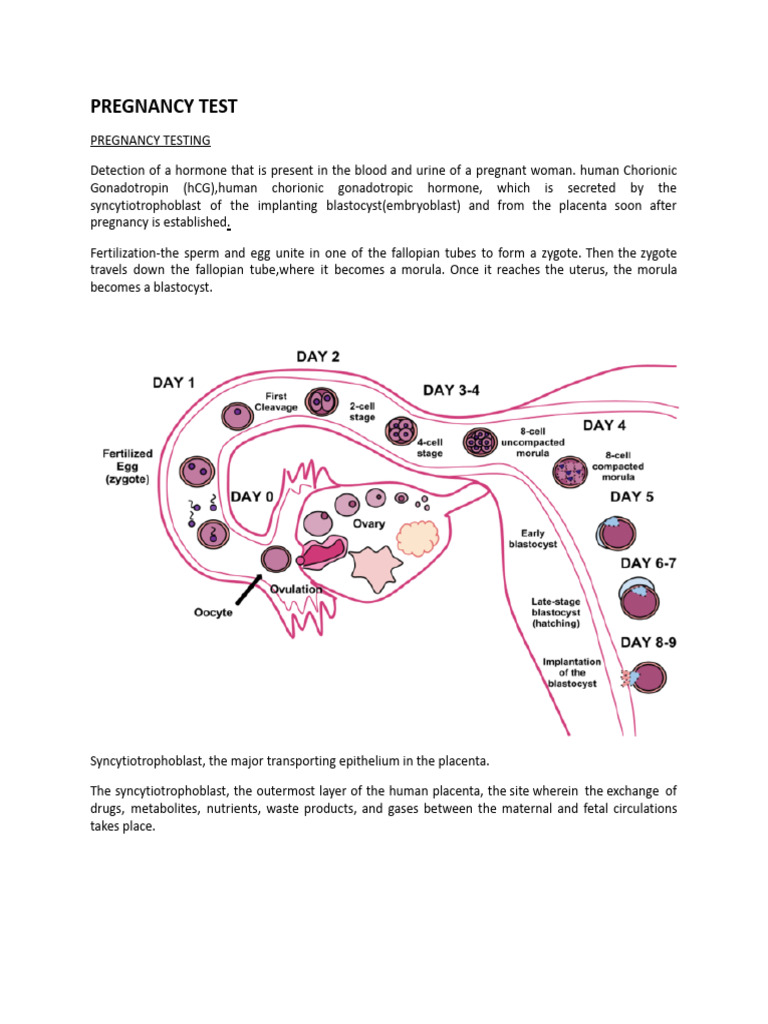 AUBF Lec LESSON 1 - Pregnancy Test | PDF | Human Chorionic Gonadotropin ...