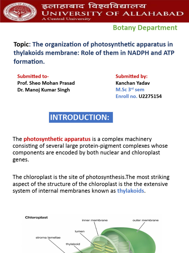 Kanchan Yadav , U2275154, The organization of photosynthetic apparatus ...