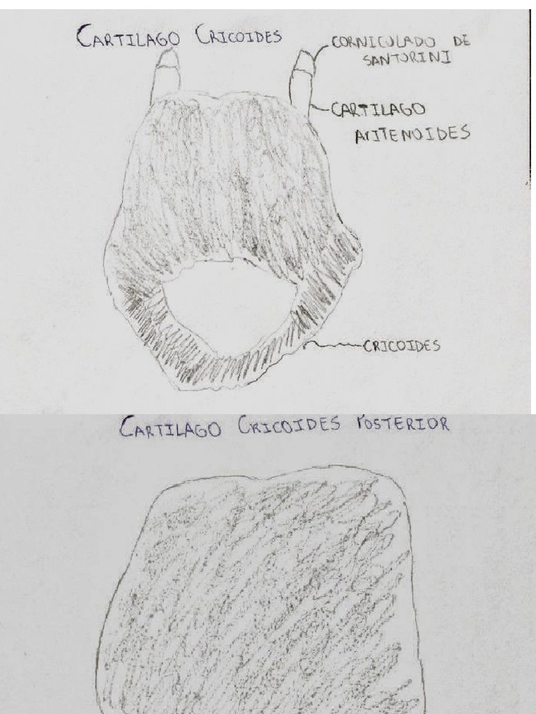 CARTILAGO CRICOIDES | PDF